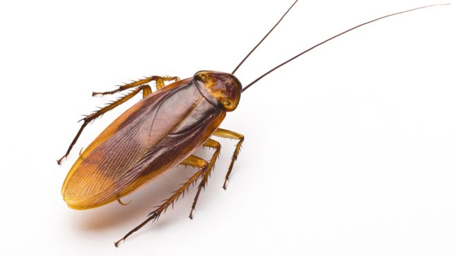El ciclo biológico de las cucarachas es la clave de su éxito evolutivo