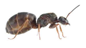 La Hormiga Negra (Lasius Niger): Identificar y Eliminarla