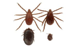 Rhipicephalus Sanguineus o Garrapata Marrón