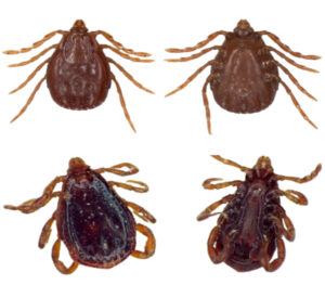 Rhipicephalus Sanguineus o Garrapata Marrón