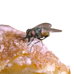 Mosca Doméstica (Musca domestica)