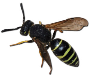 Tipos de Avispas en España