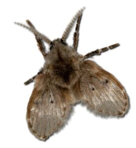 Tipos de Moscas en España