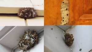 Tipos de Nidos de Avispas