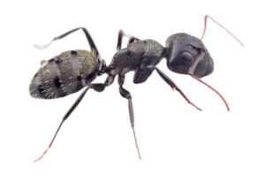 Hormiga Carpintera (Camponotus spp.)