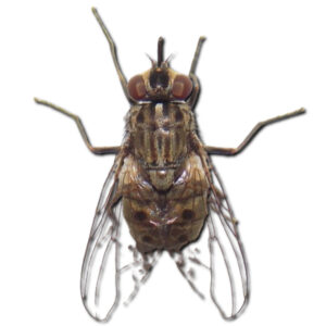 Moscas del Establo (Stomoxys Calcitrans)