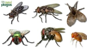 ¿Cuánto Tiempo Vive una Mosca?