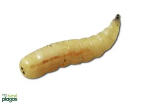 Larvas de moscas: Características, Hábitos y Soluciones Efectivas