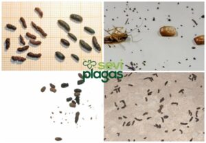 ¿Qué Hacer si Encuentras Caca de Cucaracha en tu Hogar?