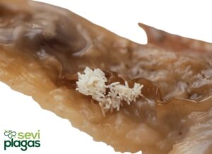 Huevos de Mosca: Identificación y Consejos para su Eliminación