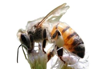 Abeja Africana (Apis mellifera scutellata) | Seviplagas