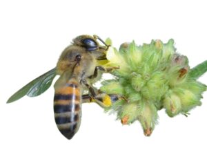 Abeja Africana (Apis mellifera scutellata) | Seviplagas
