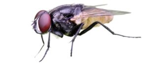 Caca de Moscas: ¿Es Peligrosa para la Salud? | Seviplagas