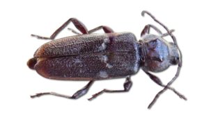 ¿Cómo Es La Carcoma? | Seviplagas