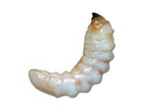 ¿Cómo Es La Carcoma? | Seviplagas