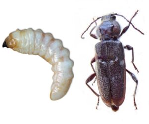 ¿Cómo Es La Carcoma? | Seviplagas