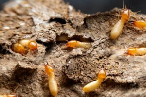 ¿Qué Comen Las Termitas? | Seviplagas