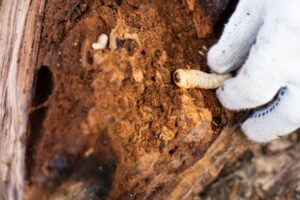 ¿Cómo saber si un mueble ya no tiene Carcoma?